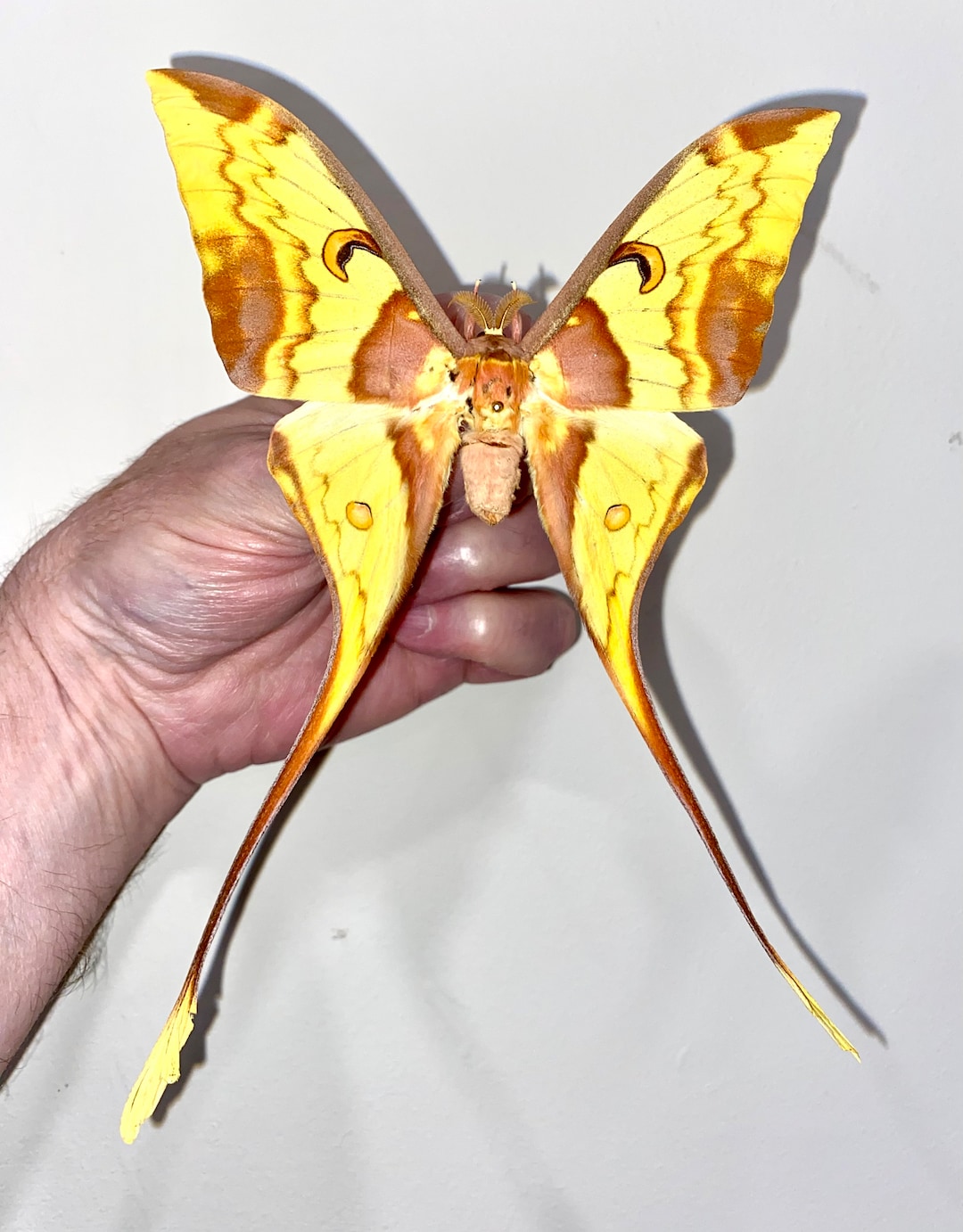 Insect Butterfly Moth Saturniidae Actias Maenas-malaysian Moon Moth ...