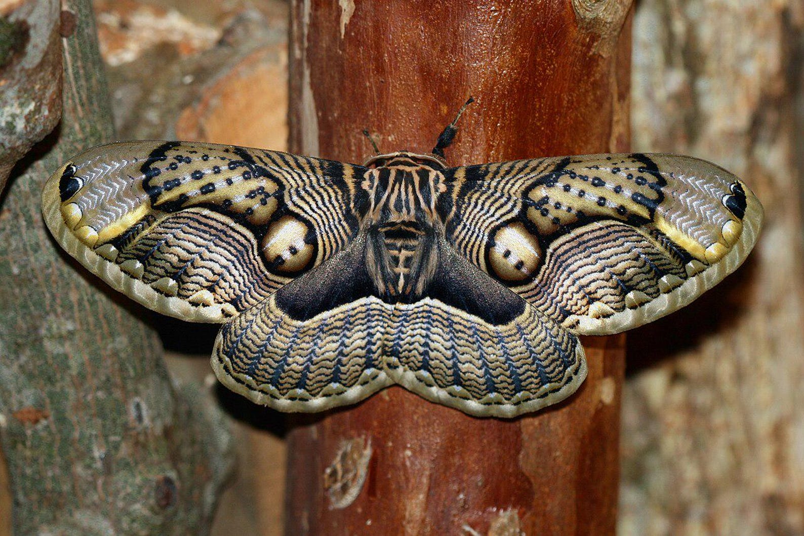 Insect Butterfly Saturniidae Owl Moth Brahmaea Hearseyi-gothic Owl Moth ...