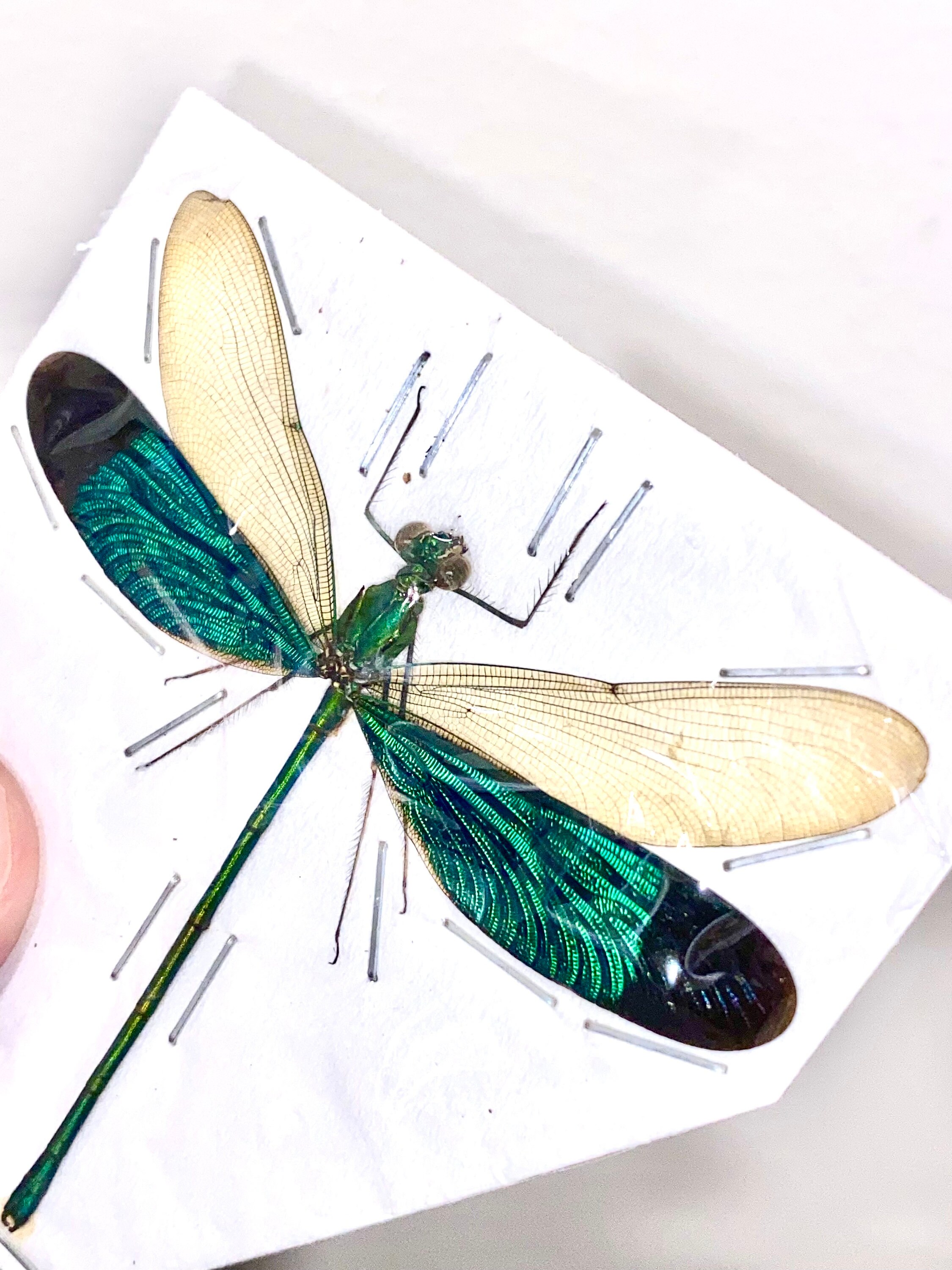 Insect Odonata Damselfly Dragonfly Neurobasis Chinensis-metallic Green ...