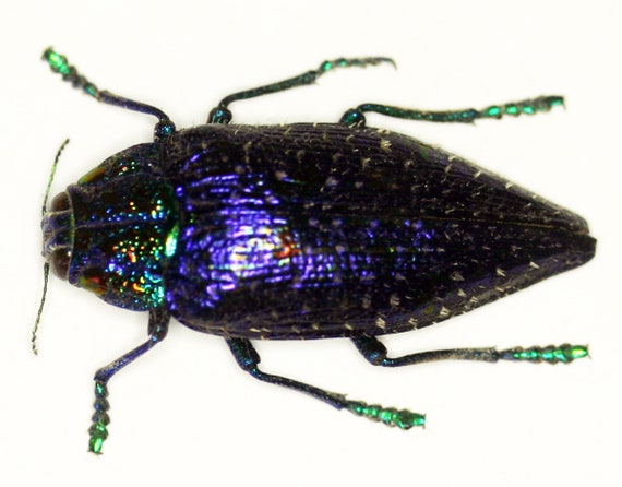 Insect Beetle Bug Buprestidae Coleoptera Polybothris - Etsy
