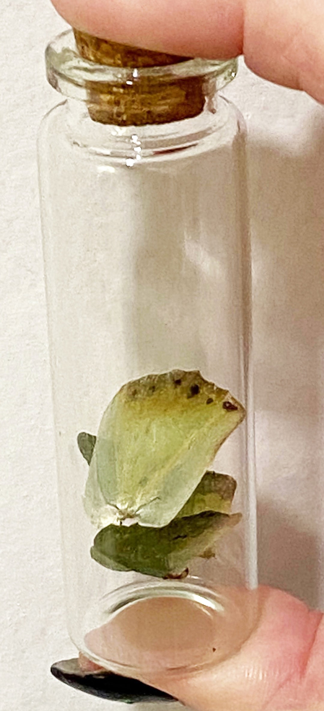 Butterfly Wing of Graphium in a Hanging Mason Jar - Etsy