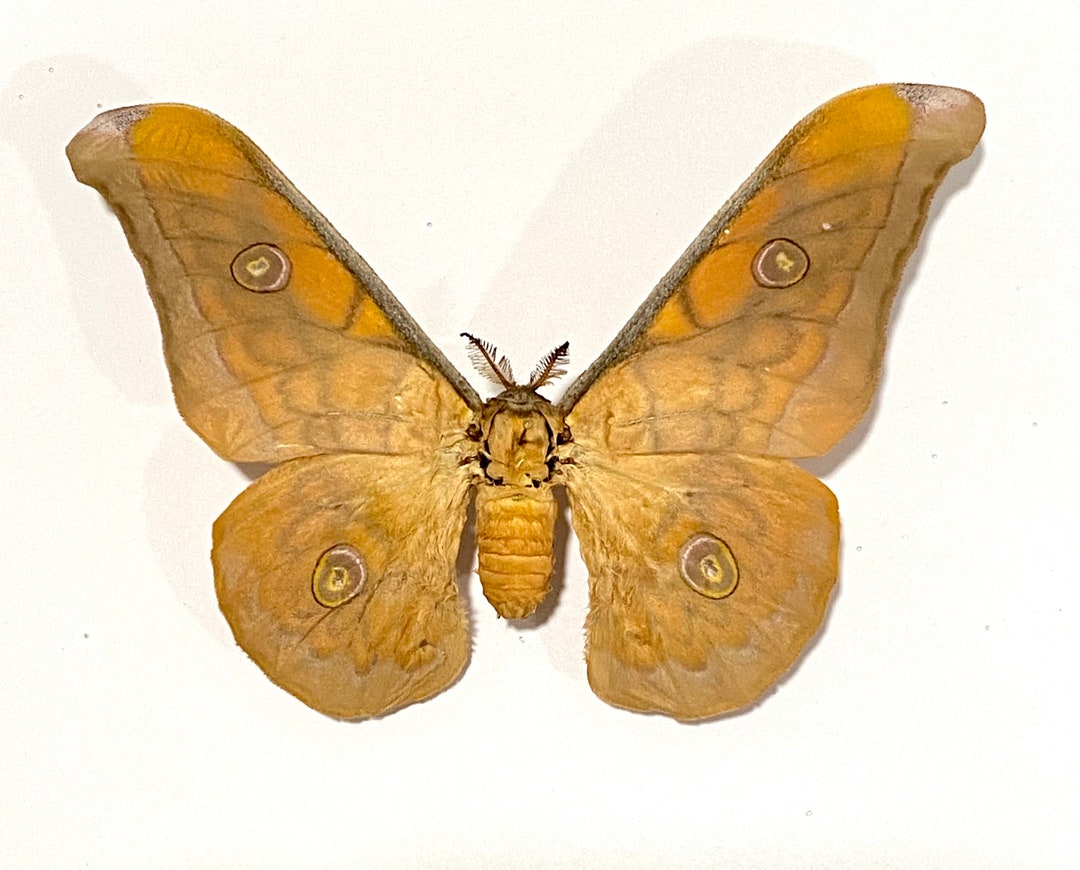 Insect Butterfly Moth Saturniidae-huge Antheraea Sumatrana-unmounted ...