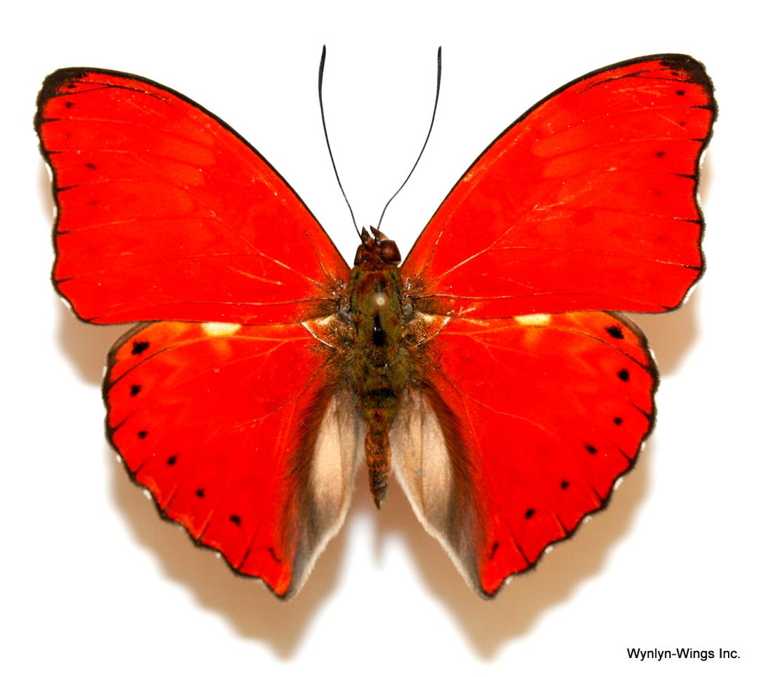 Insect Butterfly Moth Nymphalidae Cymothoe Coccinata-beautiful Red ...