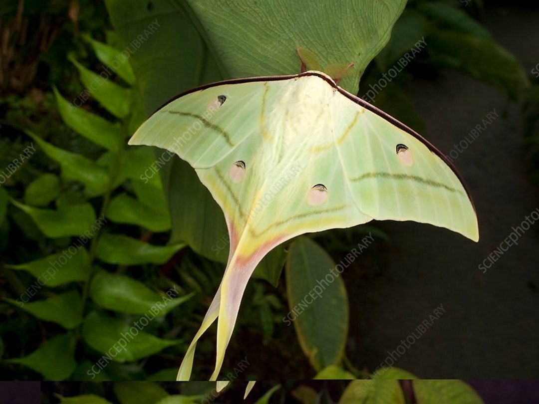 Insect Butterfly Moth Actias Ningpoana-beautiful Chinese Moon Moth ...
