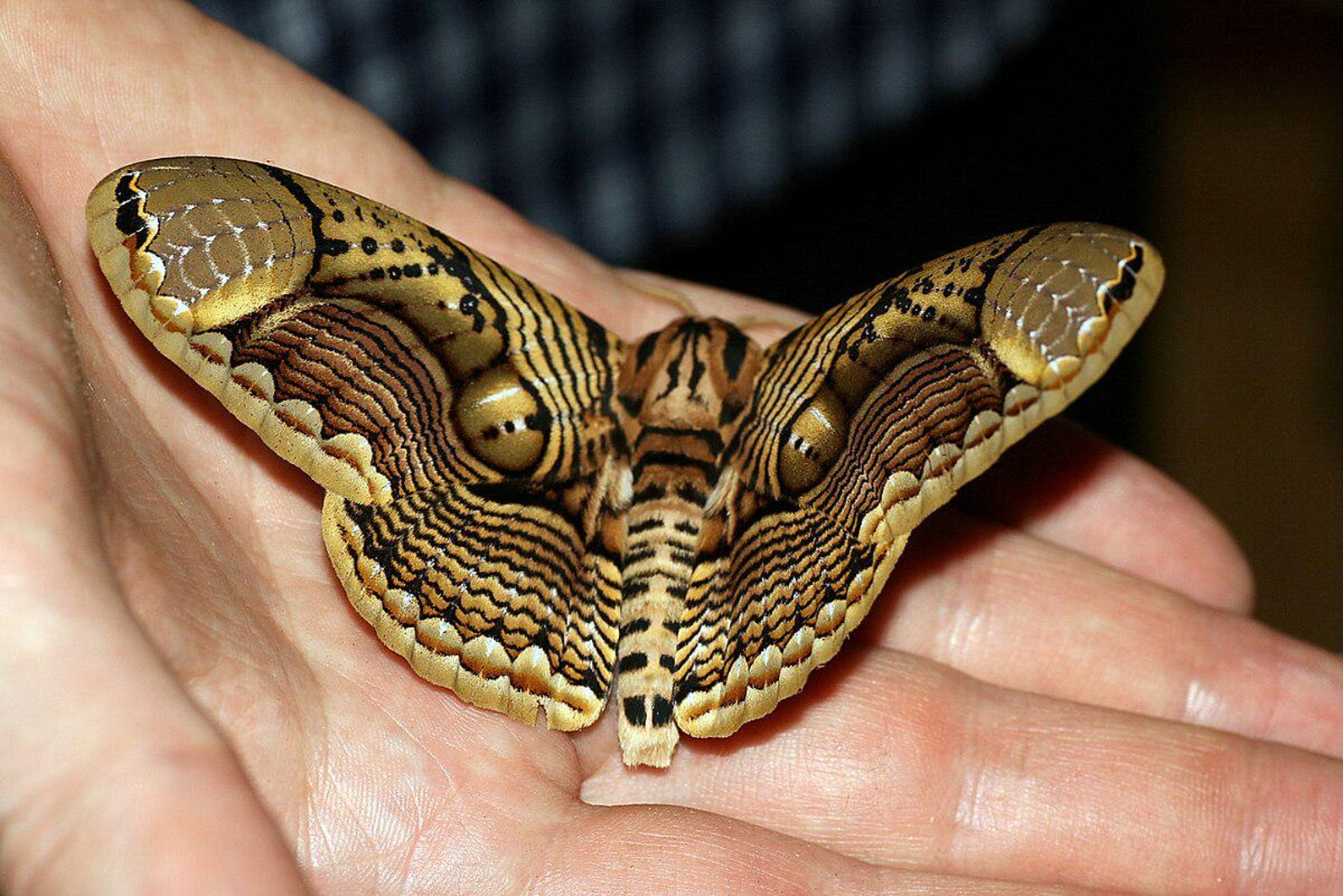 Insect Butterfly Saturniidae Owl Moth Brahmaea Hearseyi-gothic Owl Moth ...