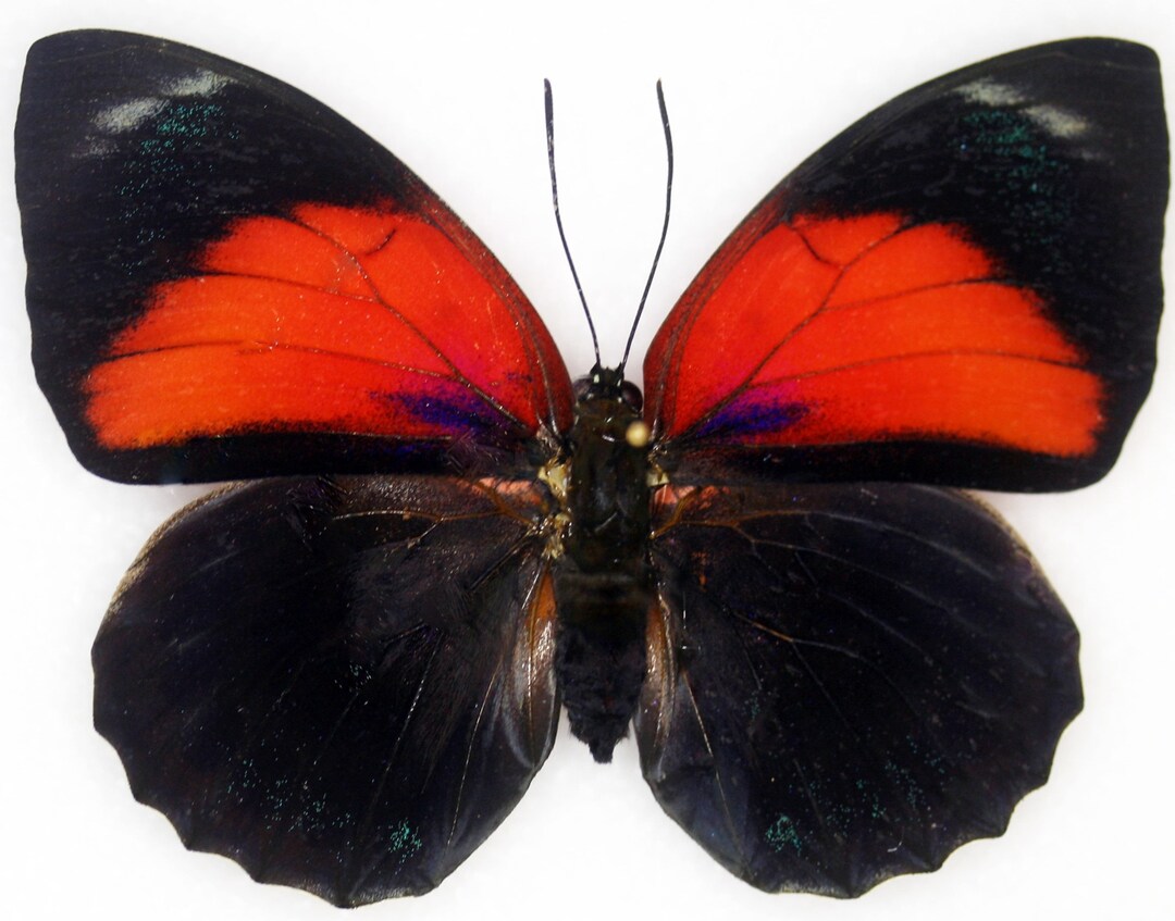 Insect Butterfly Moth Nymphalidae Agrias Hybrid-very Rare and Very ...