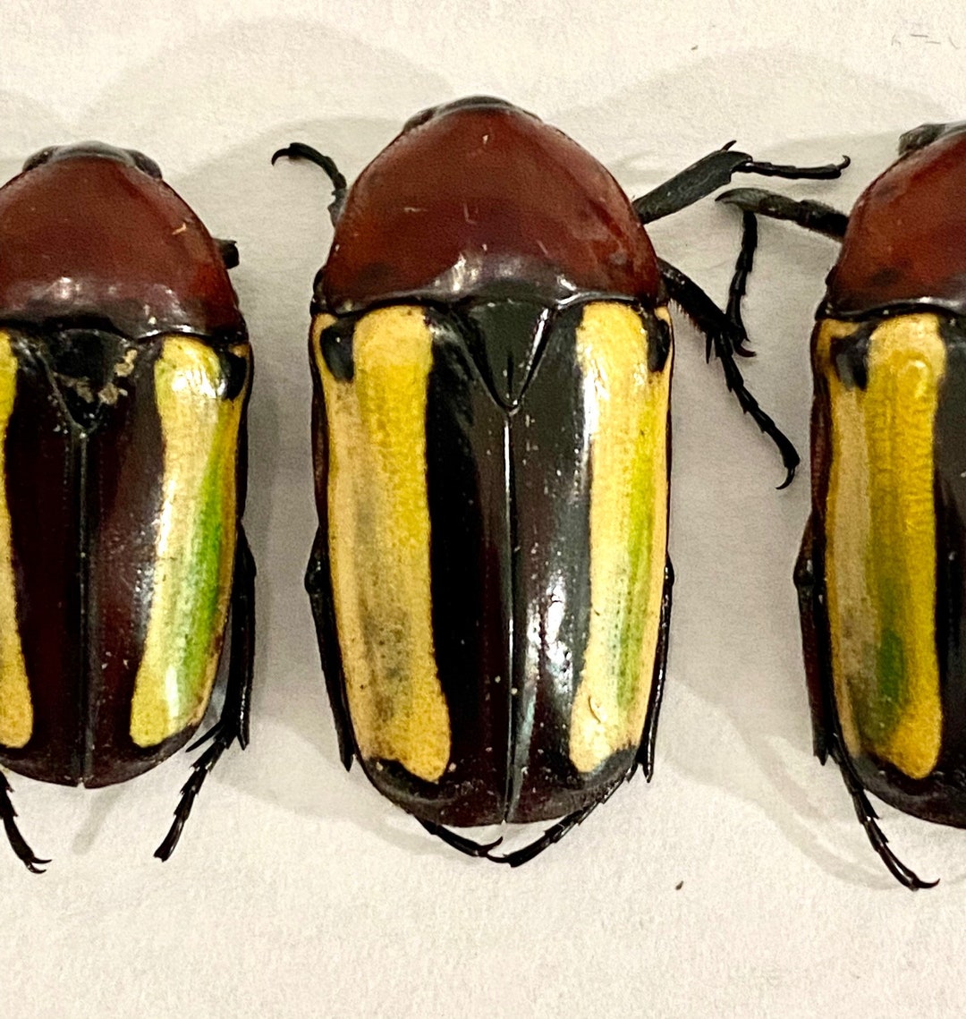 Insect Beetle Bug Coleoptera Cetoniidae Chlorocala Species-1 Specimen ...