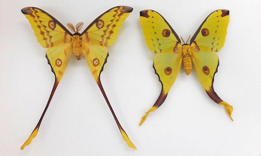 Insect Butterfly Moth Saturniidae Argema Mittrei-huge Tailed Male Comet ...