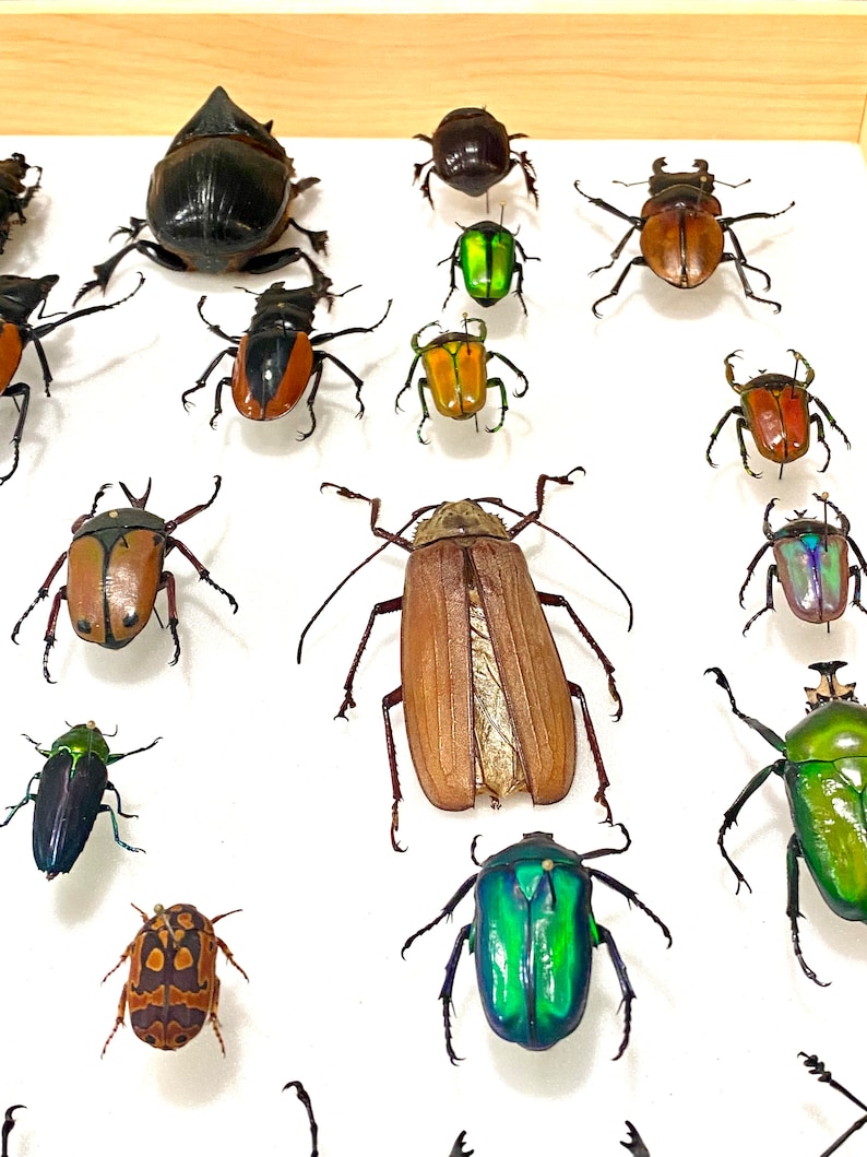 Insect Coleoptera Beetle-random Mixed Incredible Beetles-wholesale ...