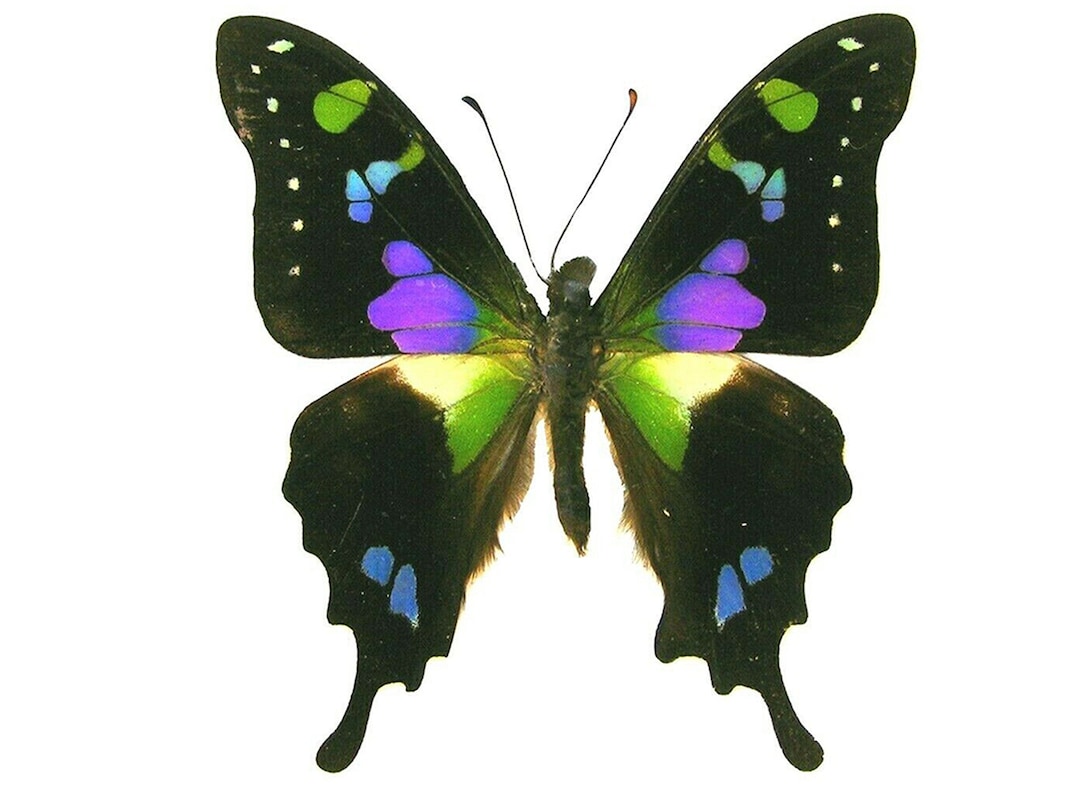 Insect Moth Butterfly Papilionidae Graphium Weiskei-purple Spotted ...