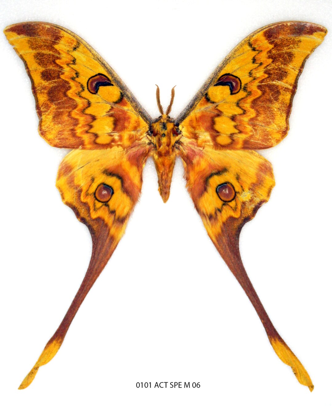 Insect Butterfly Moth Actias Groenendaeli-indonesian Moon Moth-very ...