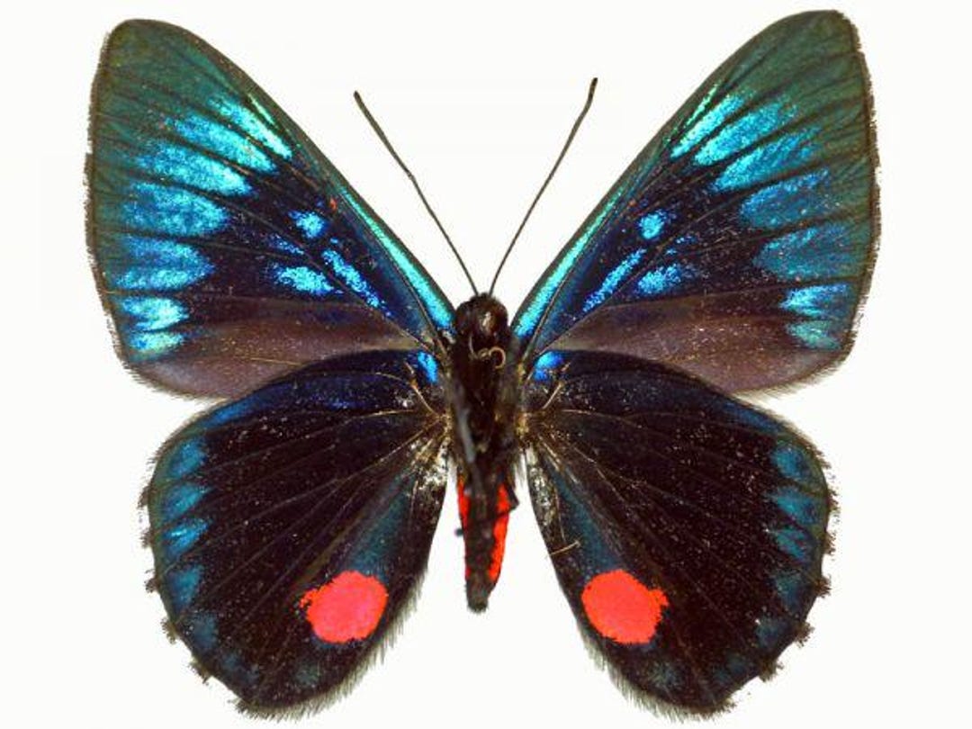 Insect Butterfly Moth Nymphalidae Rionidae Metalmark Necyria Westwoodi ...
