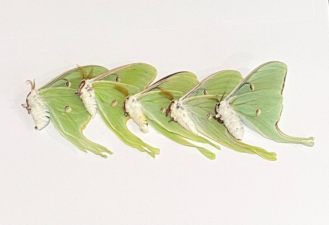 Insect Butterfly Moth 5 X Actias Luna-beautiful American Moon Moth ...