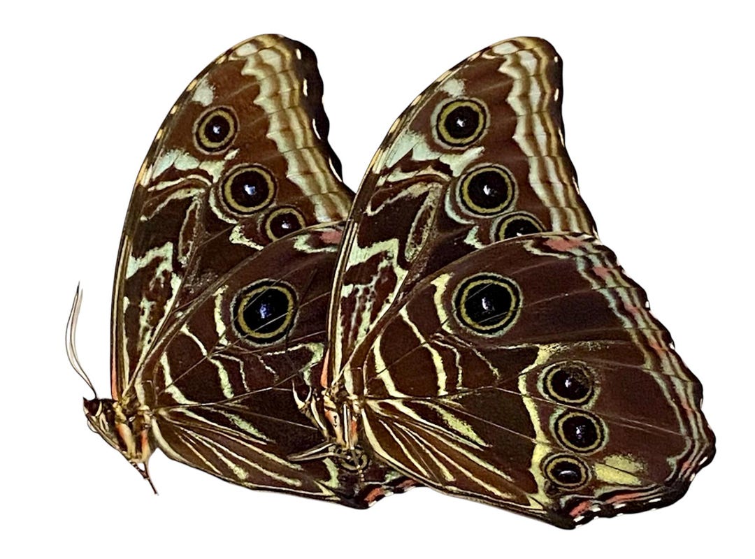 Insect Butterfly Moth Morphidae Morpho Deidamia-a1 Gorgeous-peru-wings ...