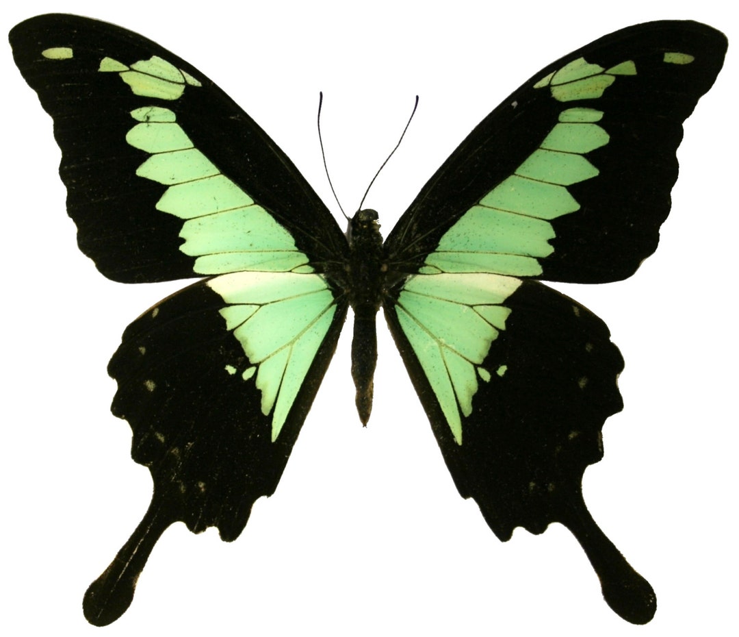 Insect Butterfly Moth Papilio Swallowtail Birdwing Papilio Phorcas ...