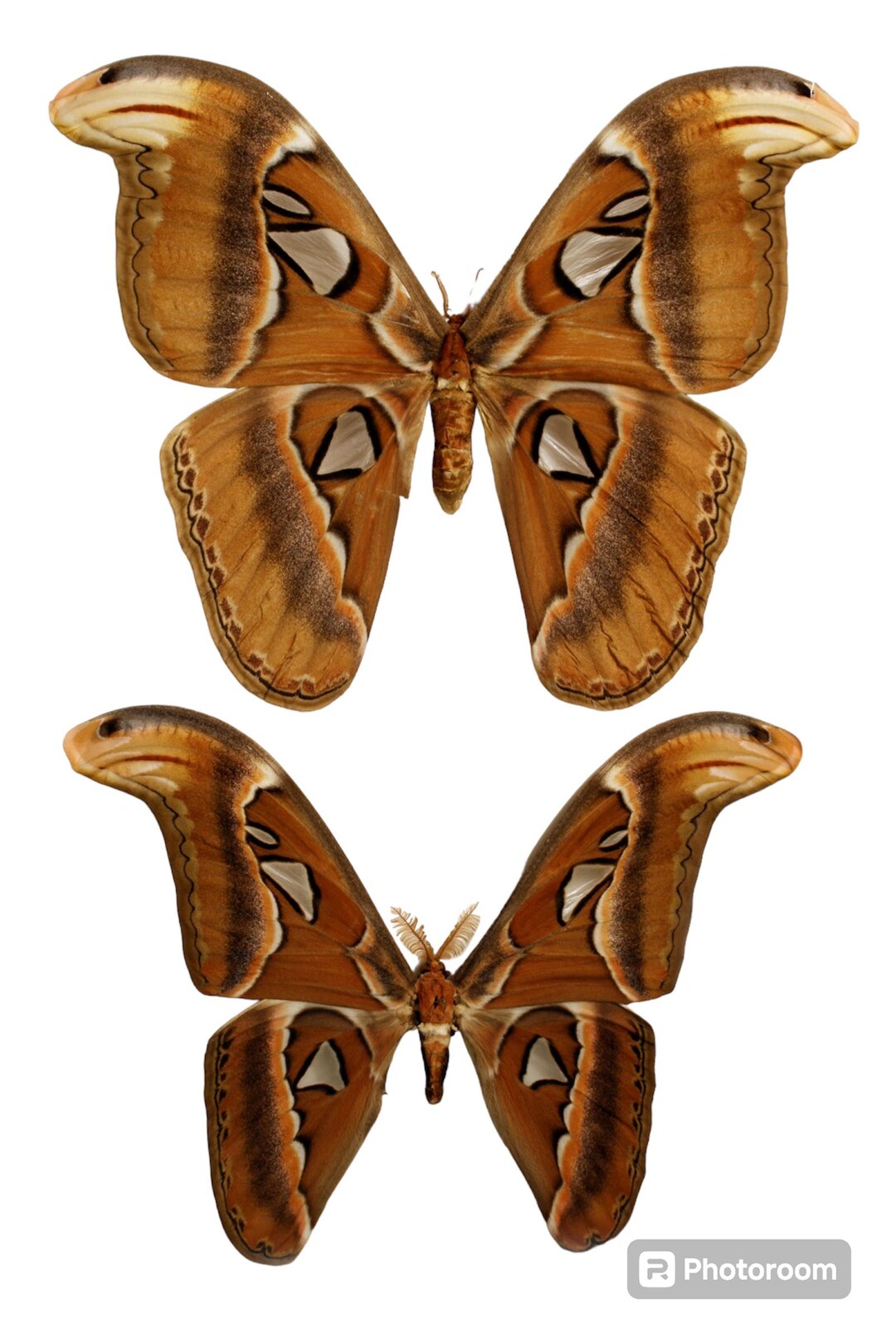 Insect Butterfly Moth Attacus Atlas-large Snake's Head Mimic Moth-male ...