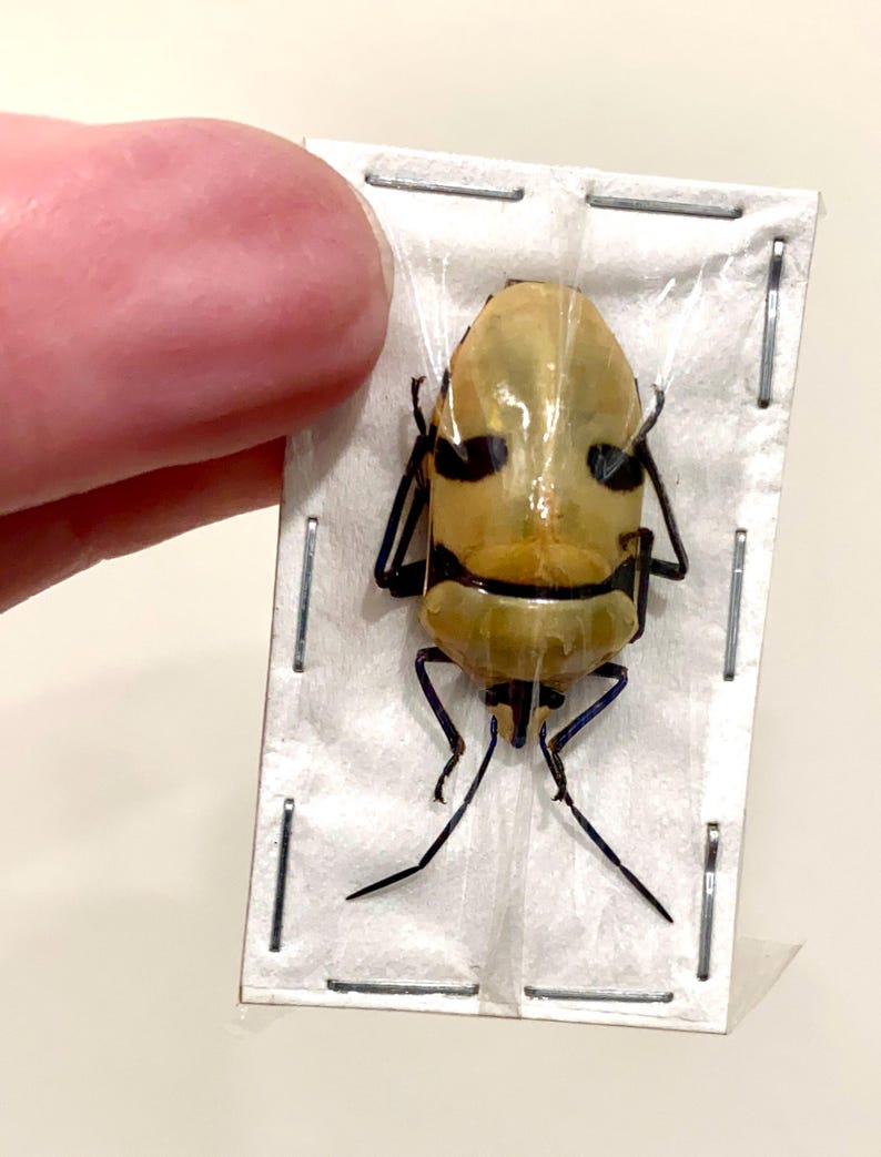 Insect/beetle/coleoptera/cetoniidae/flower Beetle/eucorysses Grandis ...