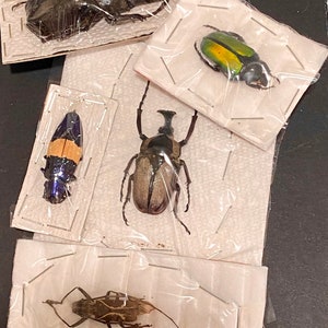 Insect Coleoptera Flower Beetle-random Mixed Incredible Beetles ...