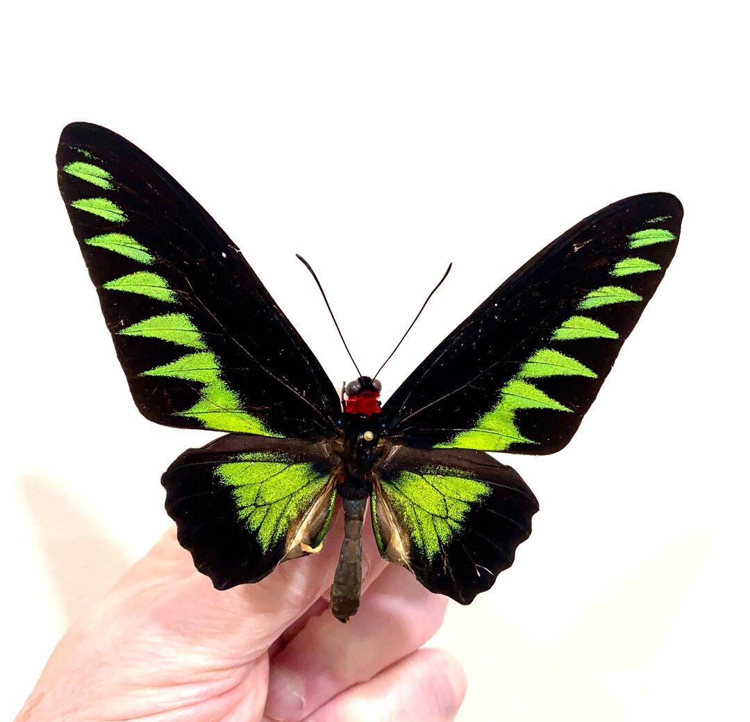 Insect Butterfly Moth Birdwing Ornithoptera Unmounted Troides Trojana ...