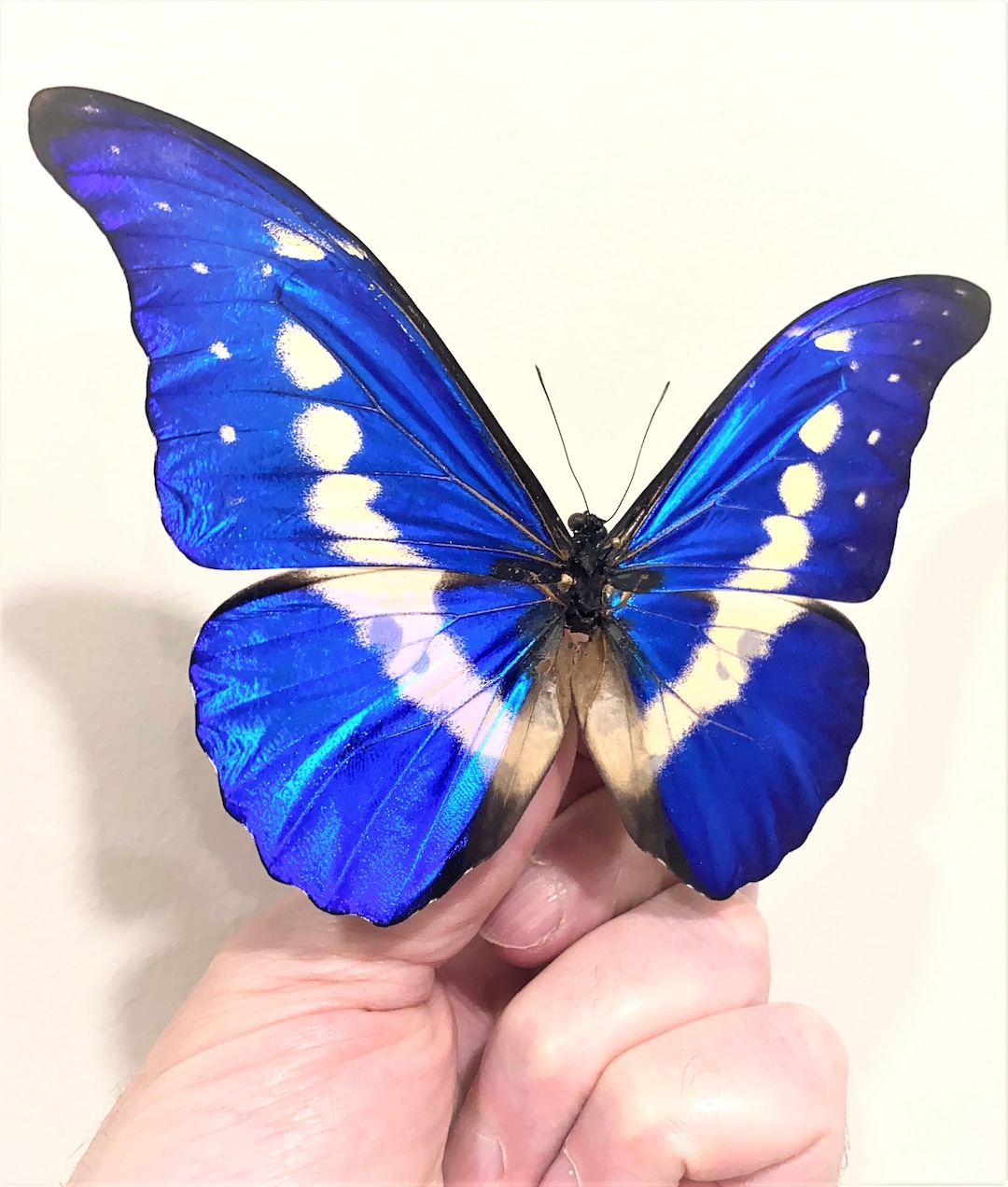 Insect Butterfly Moth Morphidae Morpho Rhetenor Helena-a1- Gorgeous ...