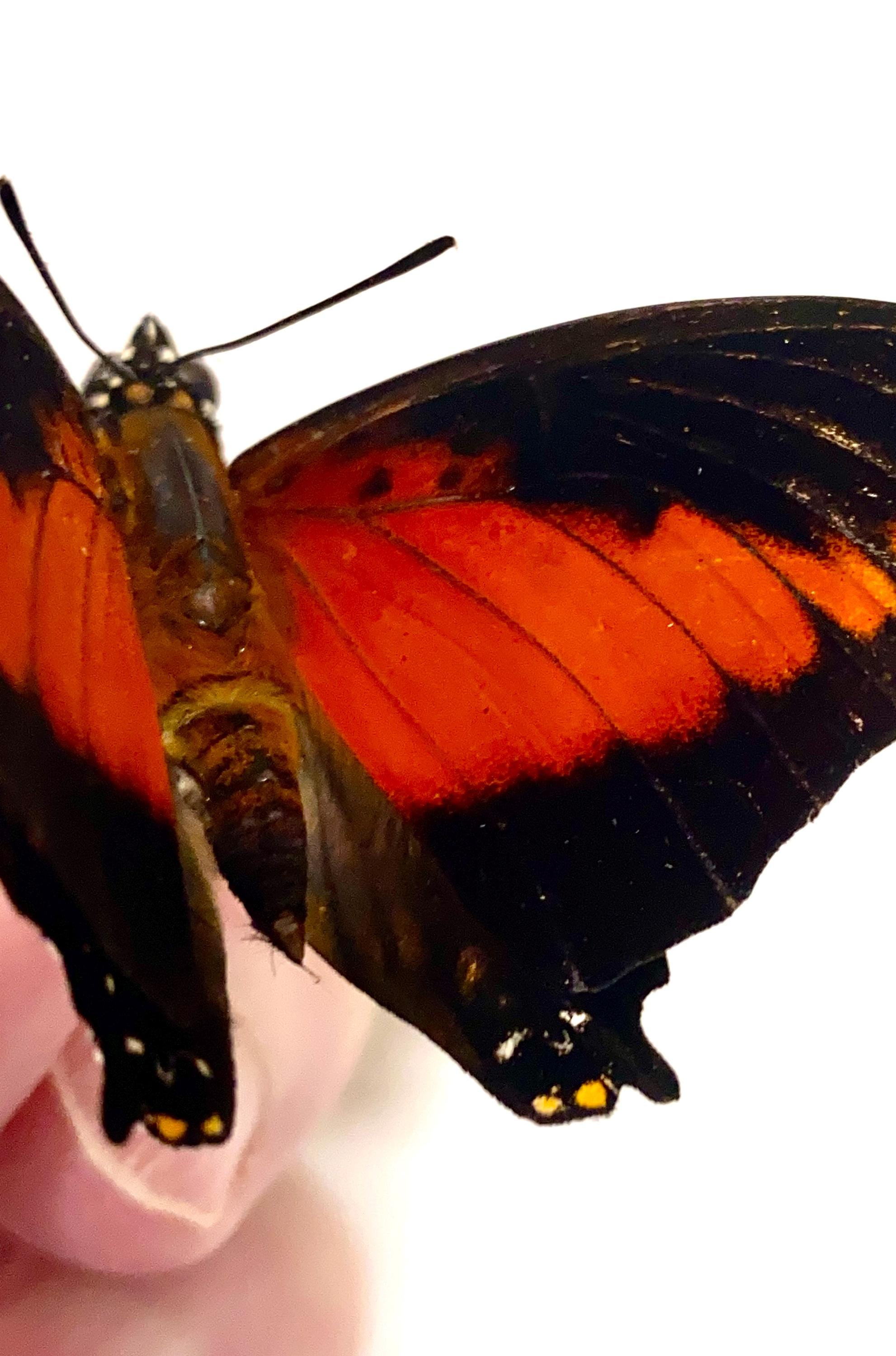 Insect Butterfly Moth Nymphalidae Charaxes Zingha-unique and Beautiful ...