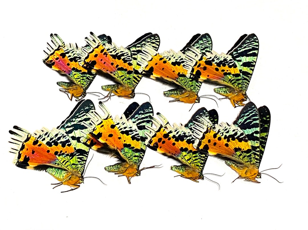 Insect Moth Butterfly Sunset Moth-urania Ripheus-gorgeous-wings Folded ...