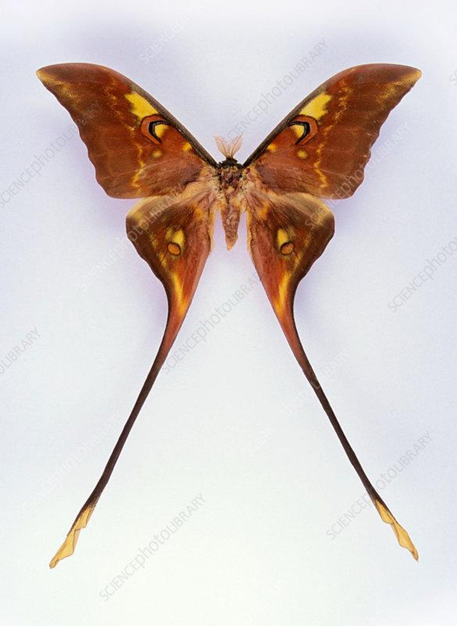 Insect Butterfly Moth Saturniidae Actias Isis-rare Shooting Star Moon ...
