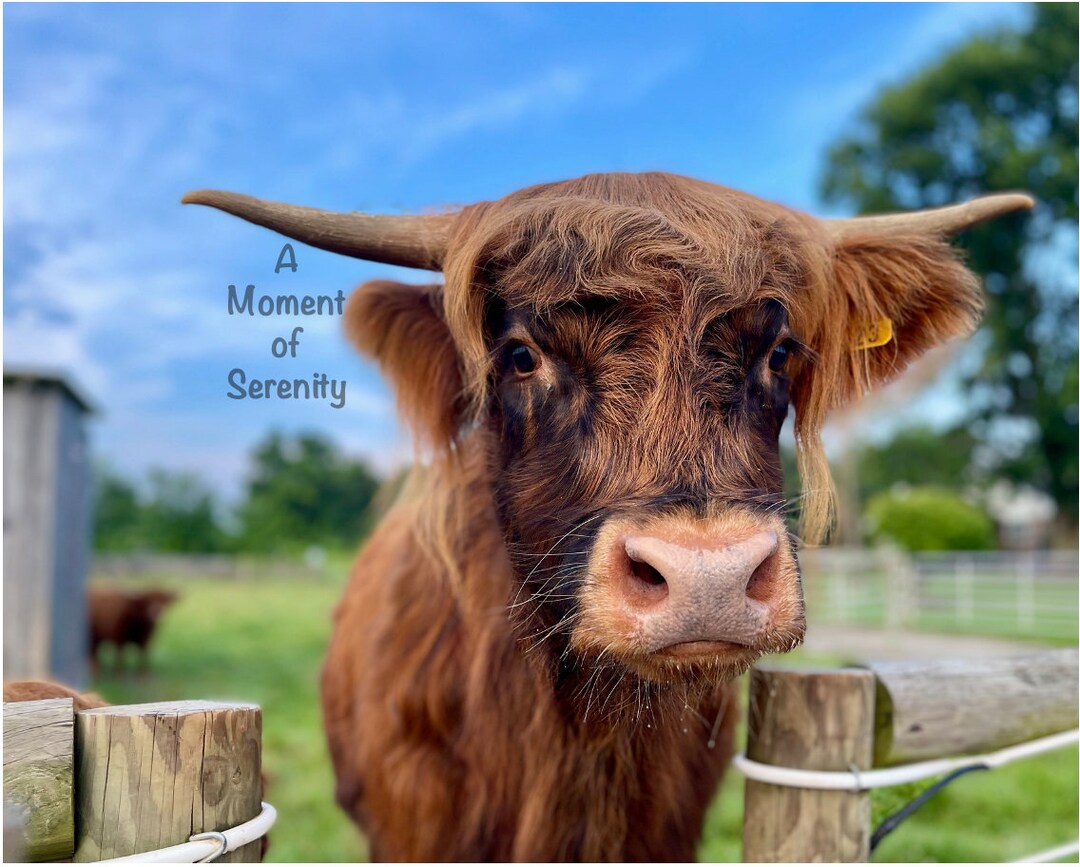Scottish Highland Heifer Photo Download | Digital Picture | Fluffy Cow ...