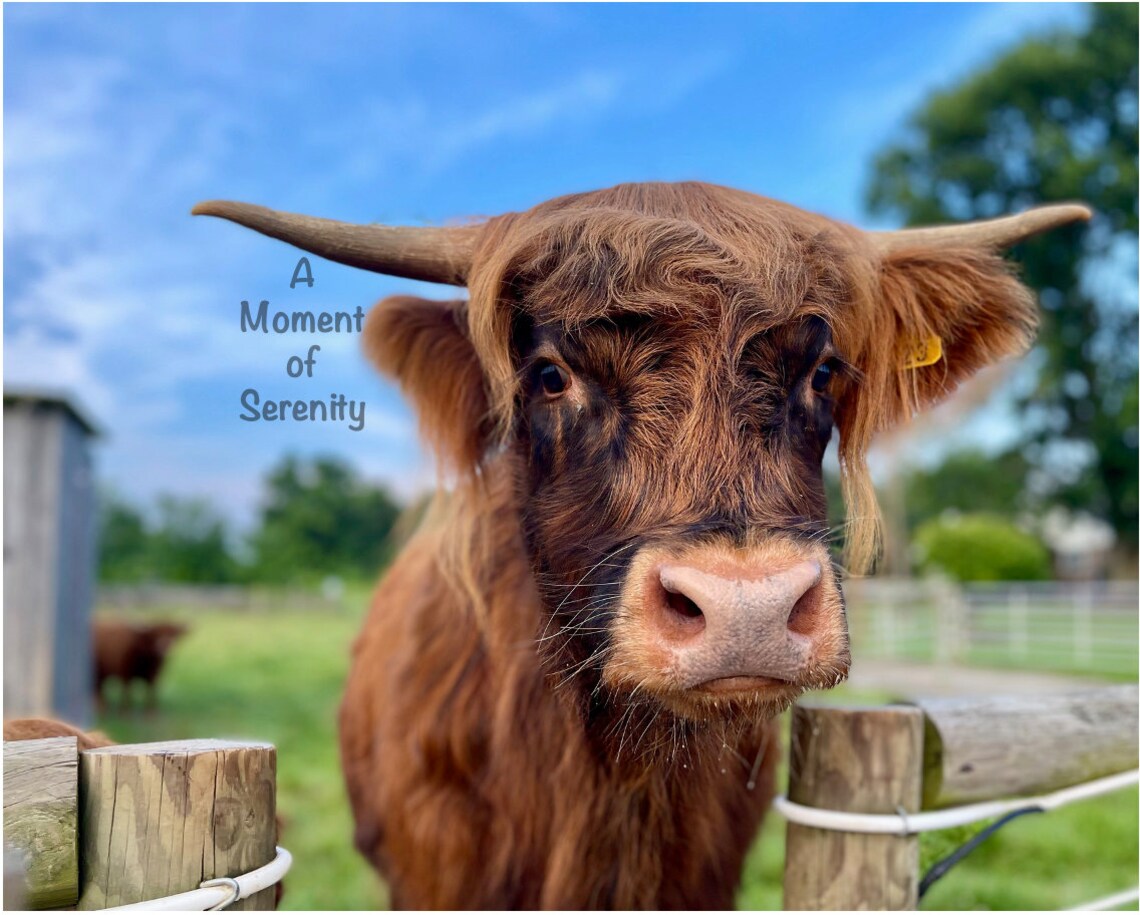 Scottish Highland Heifer Photo Download | Digital Picture | Fluffy Cow ...