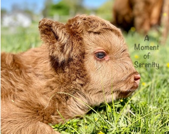 Scottish Highland Heifer Photo Download | Digital Picture | Fluffy Cow ...