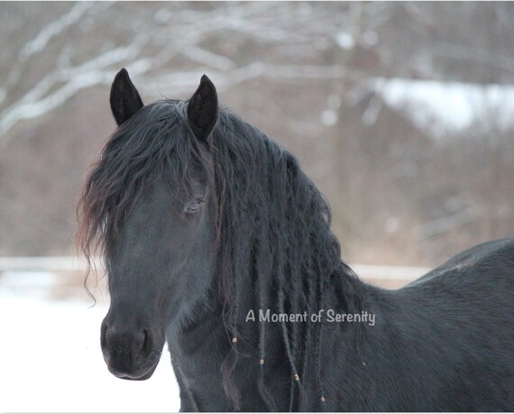 Cheval Frison Dans La Neige Photo Libre De Droit De Cheval Noir
