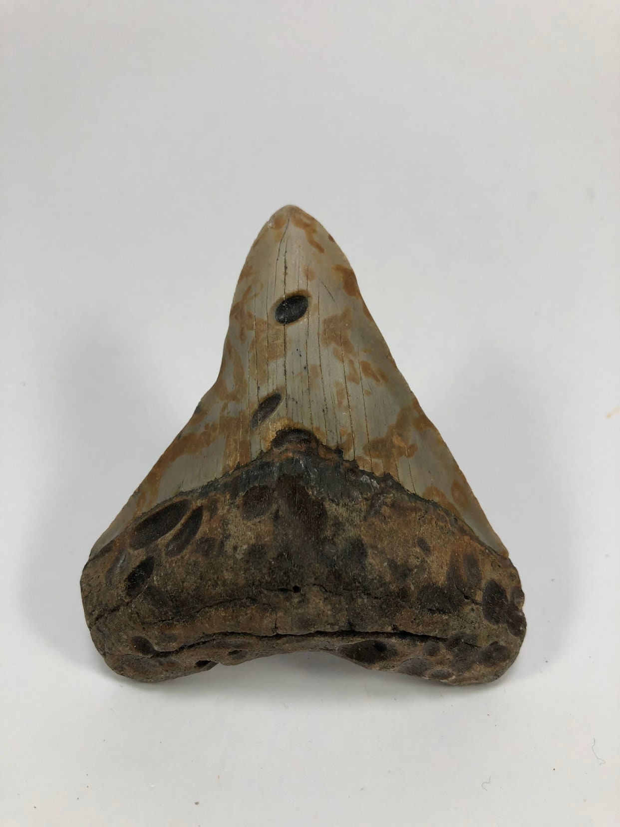 3.62 Fossil Megalodon Shark Tooth Ocean Teeth Dinosaur - Etsy