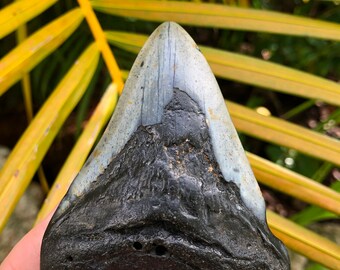 3.84 Fossil Megalodon Shark Tooth Ocean Teeth Dinosaur - Etsy