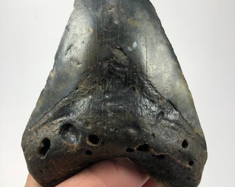 3.62 Fossil Megalodon Shark Tooth Ocean Teeth Dinosaur - Etsy