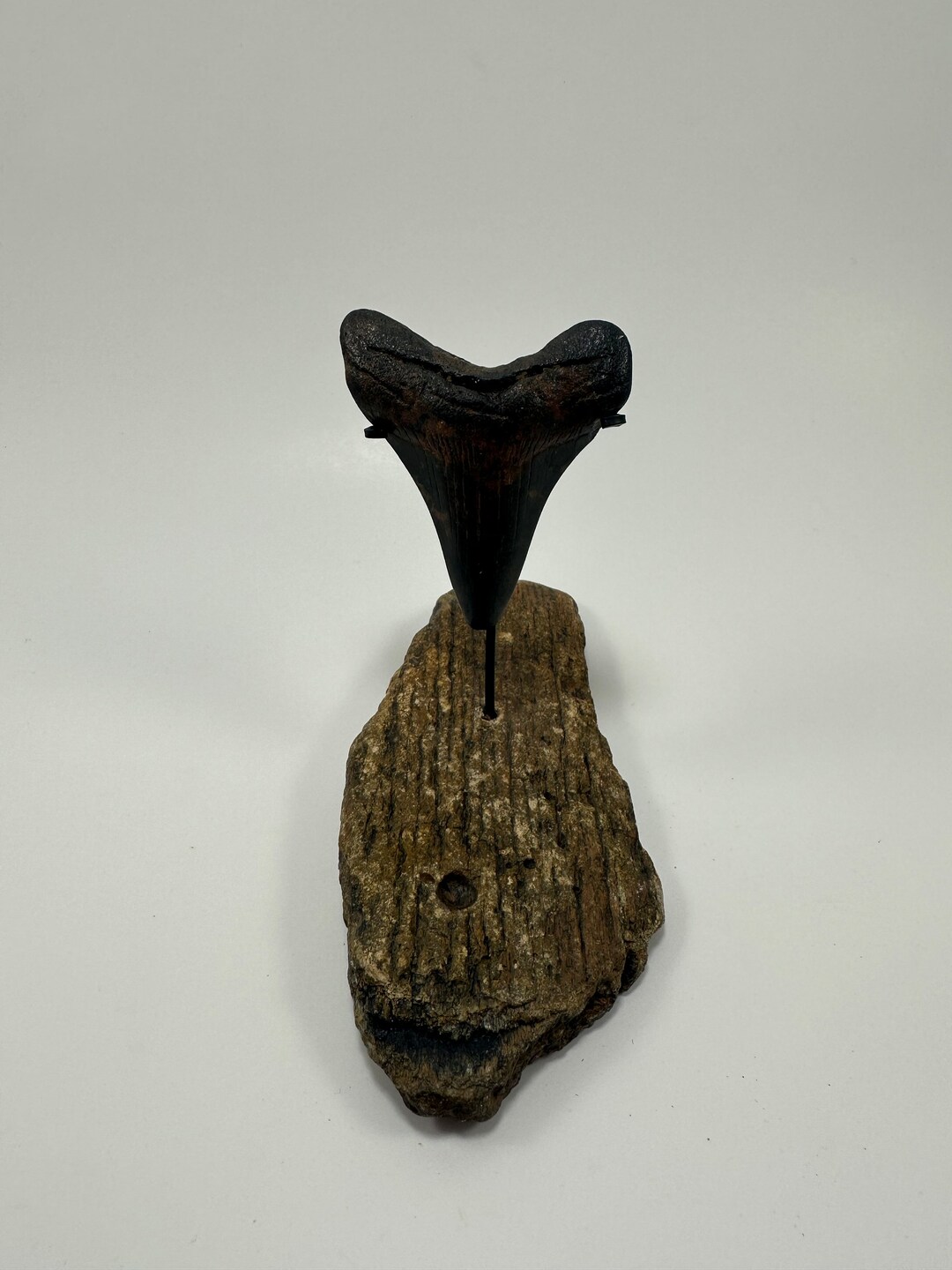 2.44" Giant Fossil Megalodon Shark Tooth Ocean Teeth Dinosaur Fish-”on ...