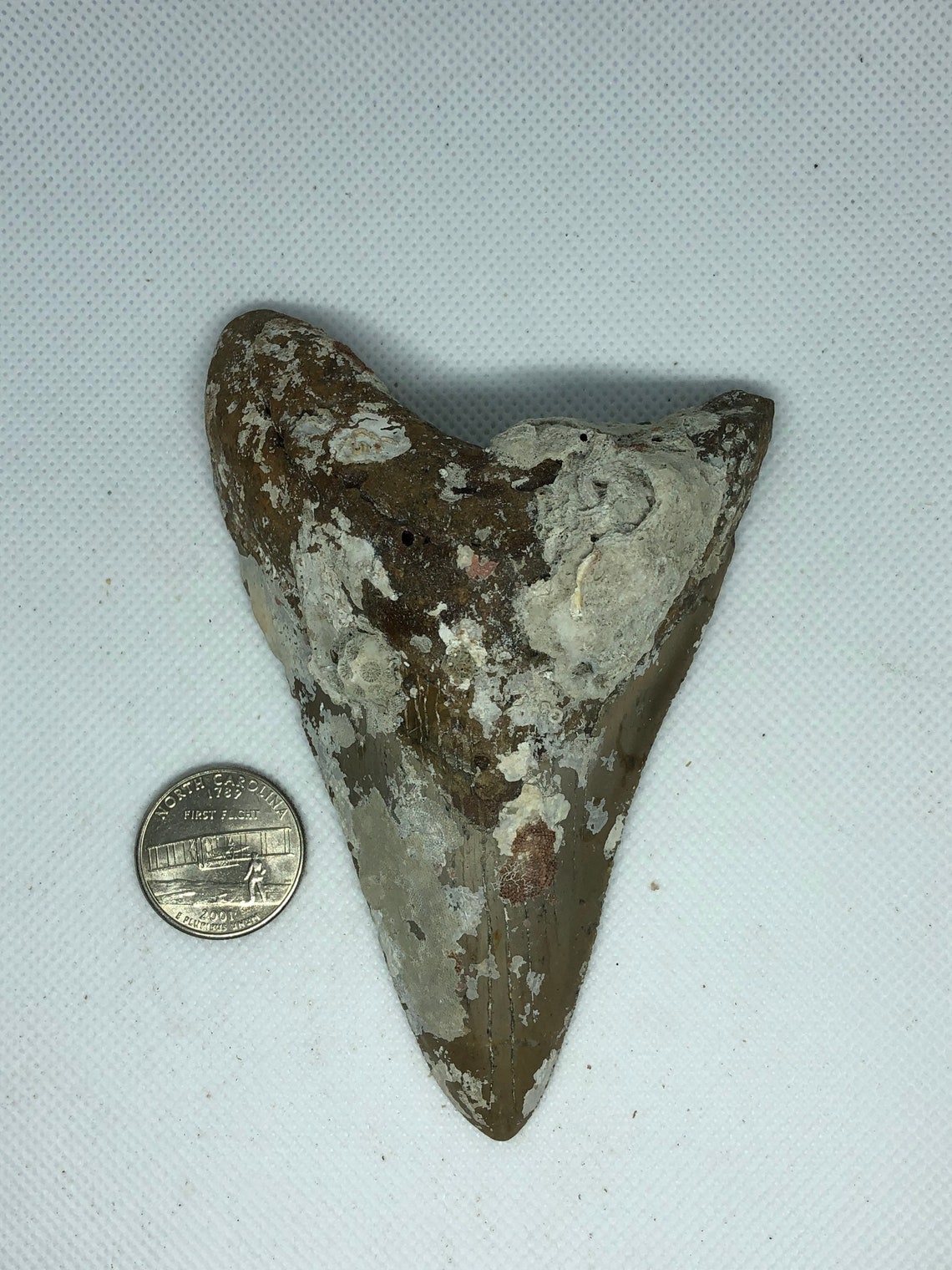 4.78" Uncleaned Fossil Megalodon Shark Tooth Coral Ocean Teeth Dinosaur ...
