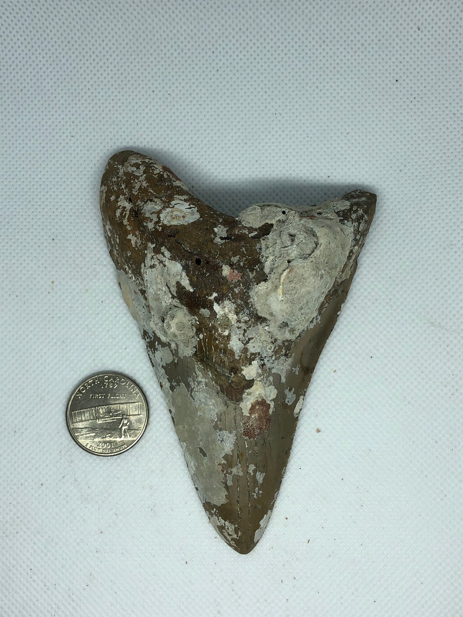 4.78 Uncleaned Fossil Megalodon Shark Tooth Coral Ocean | Etsy