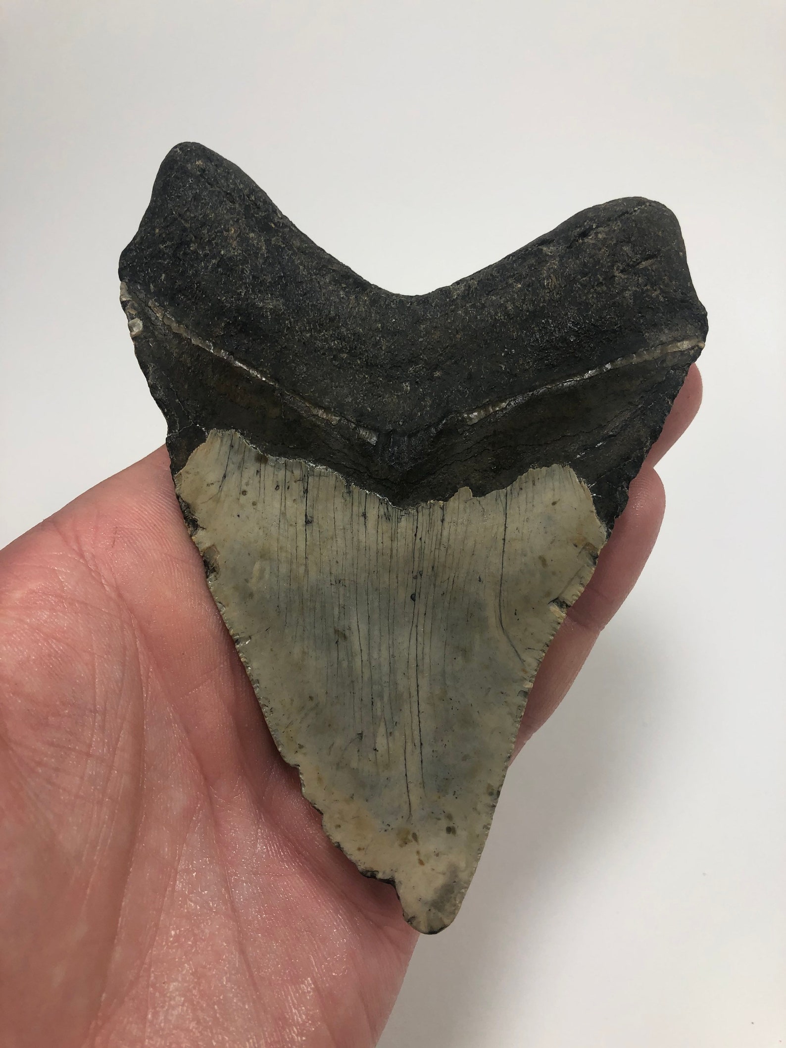 5.34 Fossil Megalodon Shark Tooth Ocean Teeth Dinosaur - Etsy
