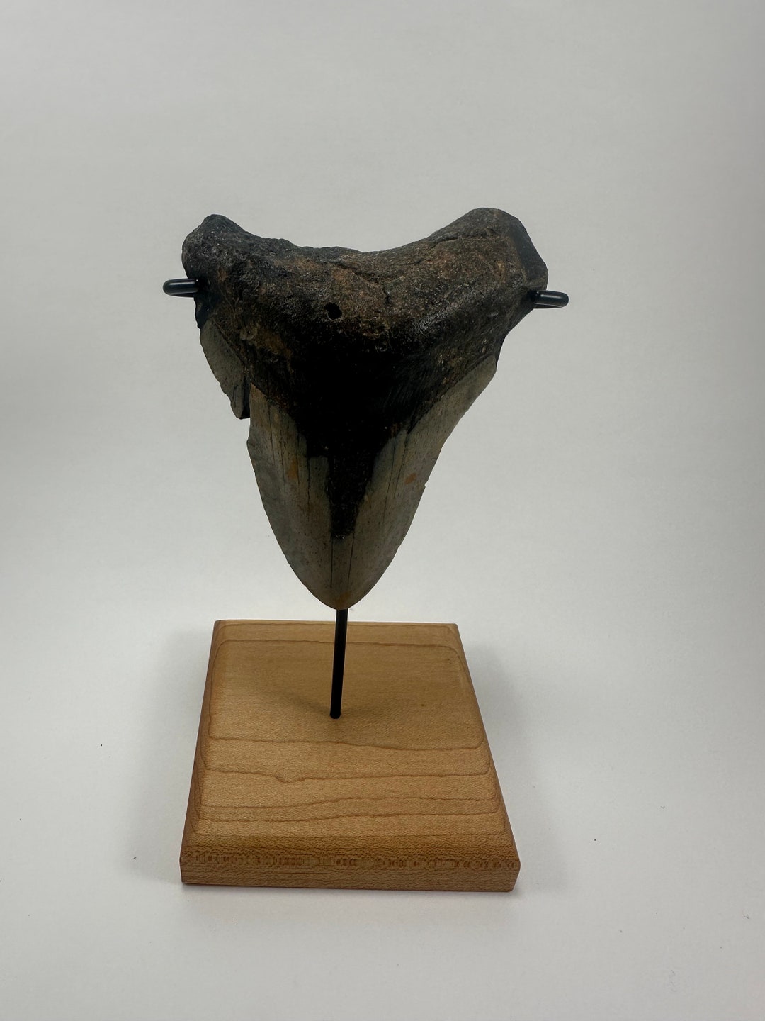 4.38" Giant Fossil Megalodon Shark Tooth Ocean Teeth Dinosaur Fish ...