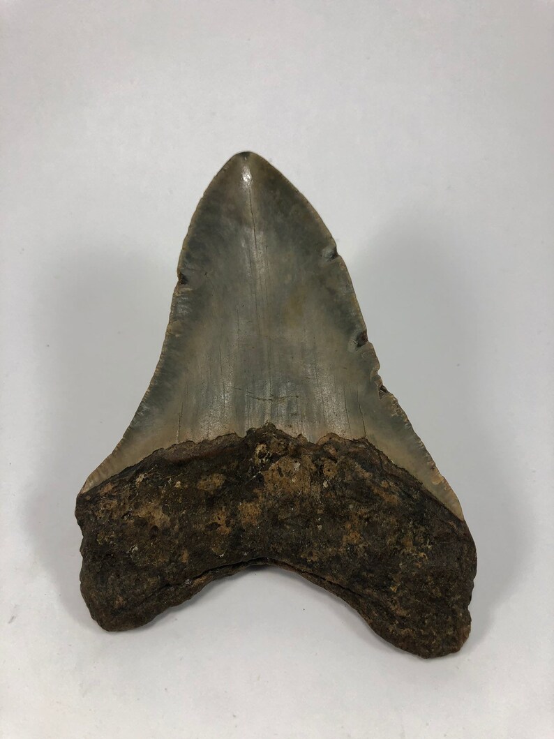 5.40 Real Fossil Megalodon Shark Tooth Ocean Teeth Beach - Etsy