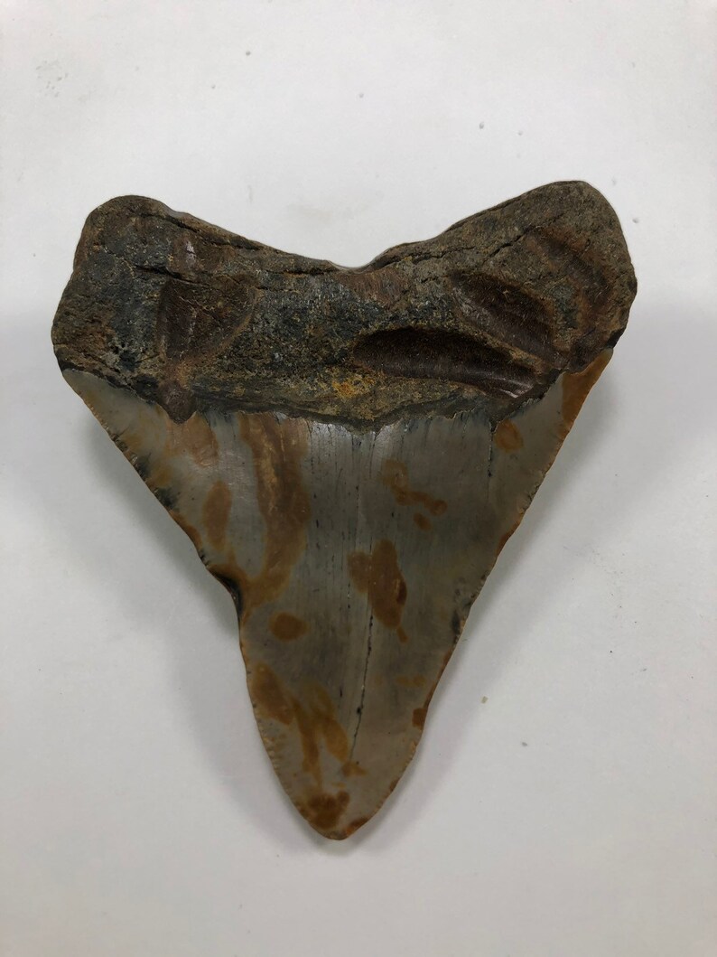 3.62 Fossil Megalodon Shark Tooth Ocean Teeth Dinosaur - Etsy