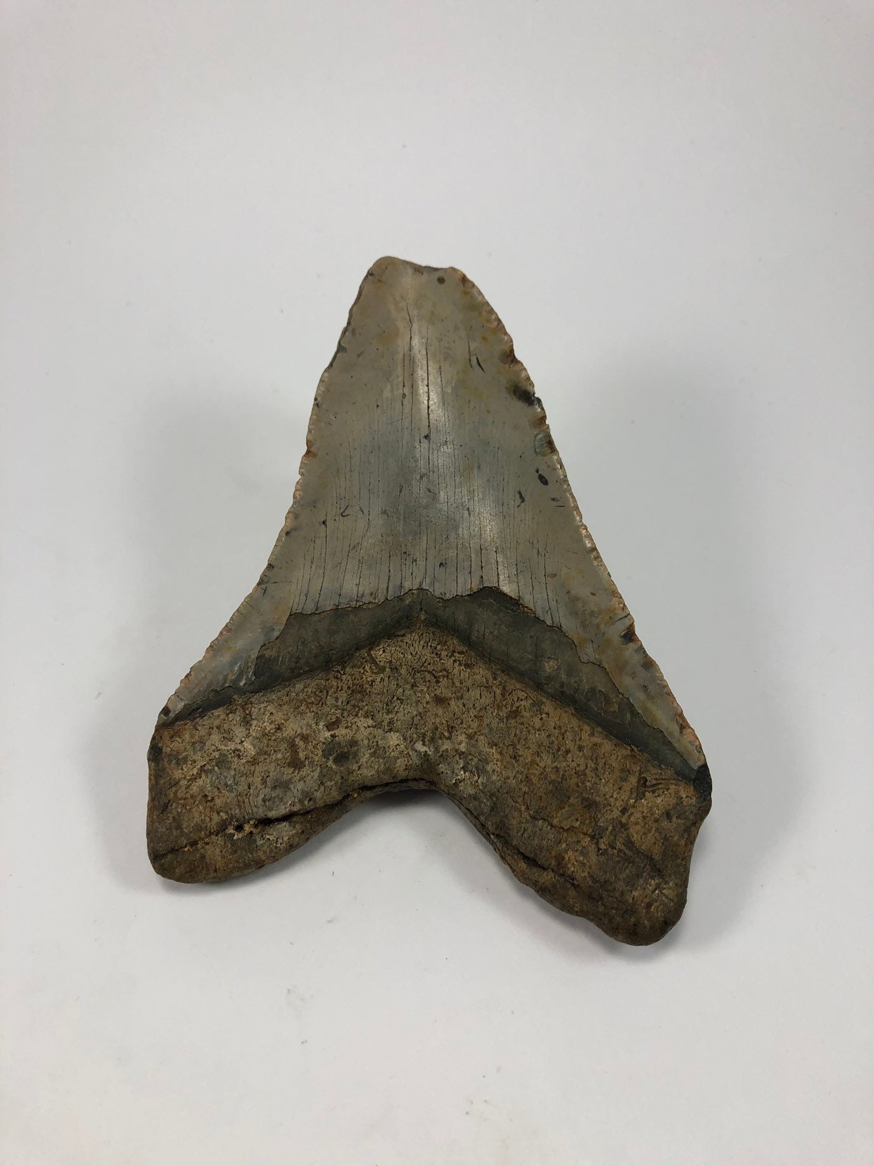 5.68 Fossil Megalodon Shark Tooth Ocean Teeth Beach - Etsy