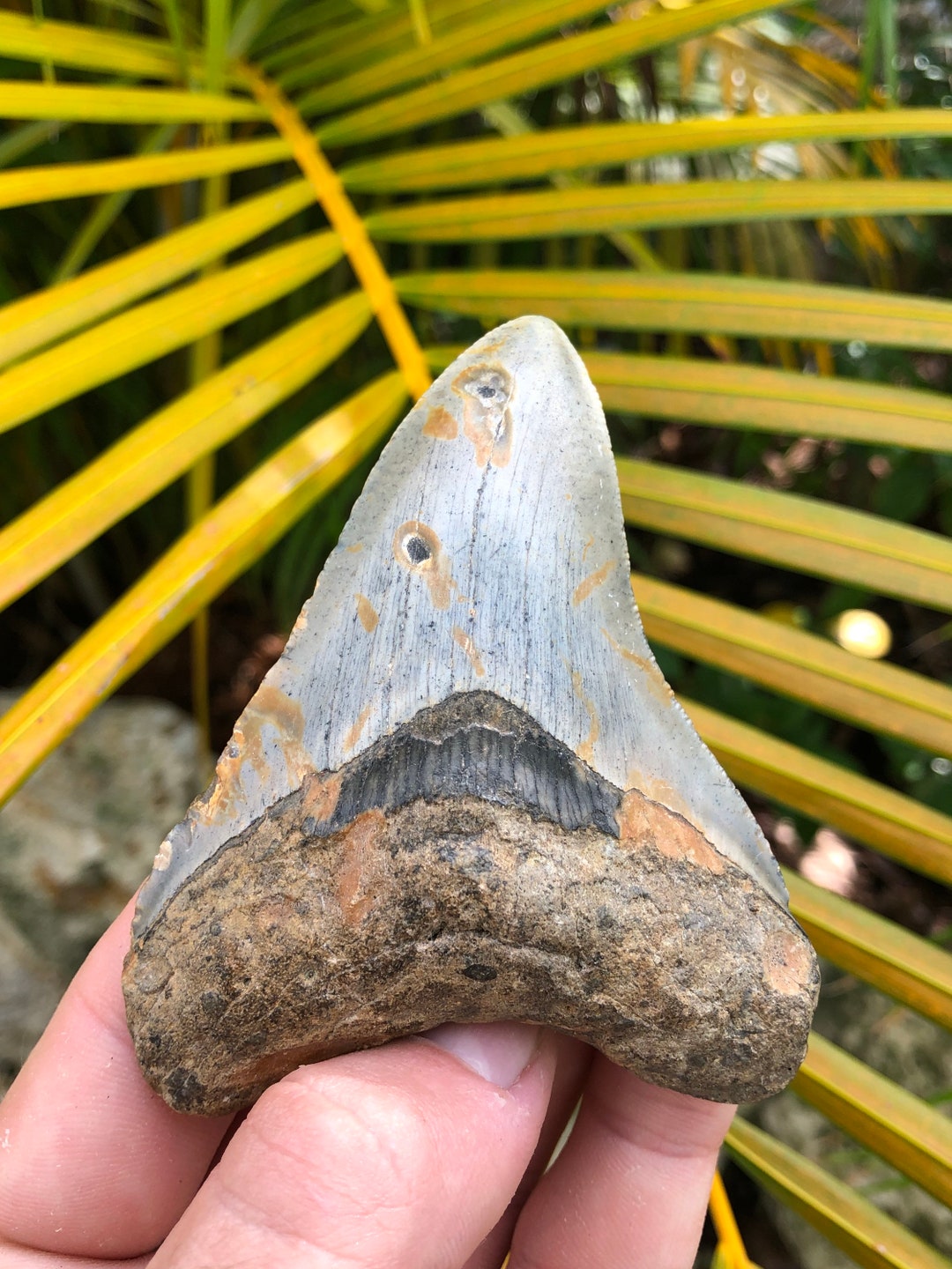 3.75" Fossil Megalodon Sharp Bourlette Shark Tooth Ocean Teeth Dinosaur ...
