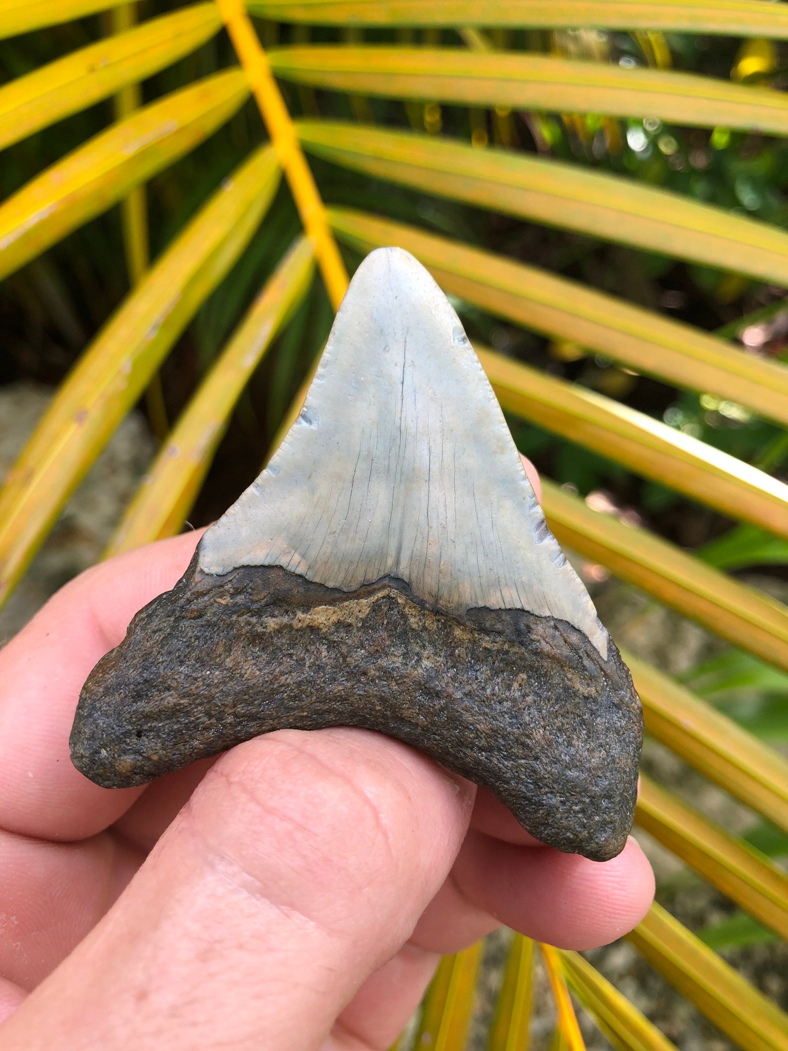 2.58 Fossil Megalodon Shark Tooth Ocean Teeth Dinosaur - Etsy