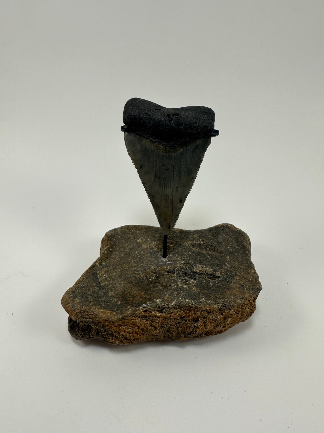 2.50" Giant Fossil Great White Shark Tooth Ocean Teeth Dinosaur Fish ...