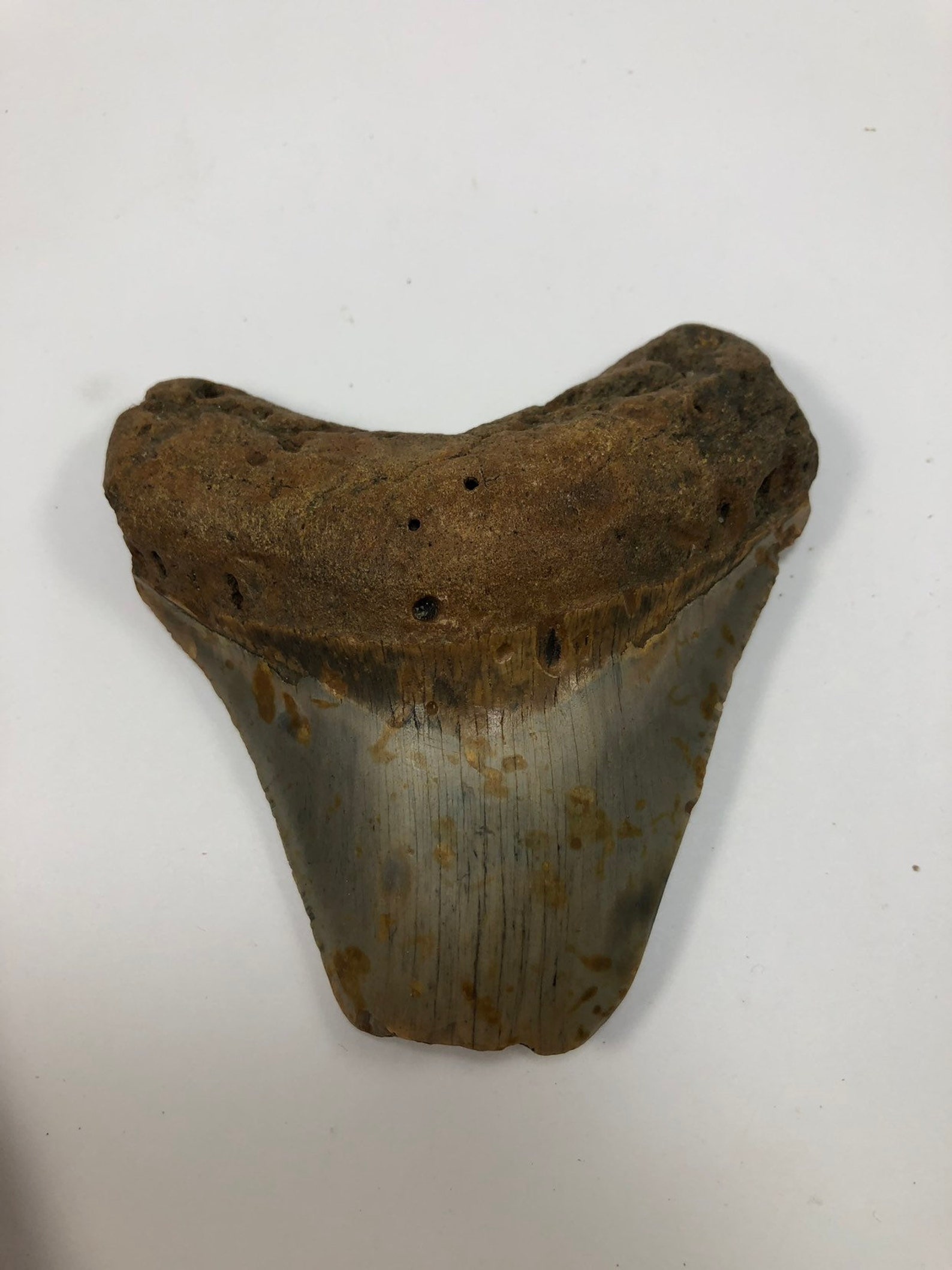 3.86" Fossil Megalodon Bite Broken Colorful Shark Tooth Ocean Teeth ...