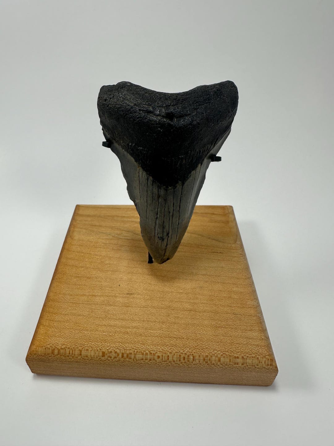 2.92" Giant Fossil Megalodon Shark Tooth Ocean Teeth Dinosaur Fish ...