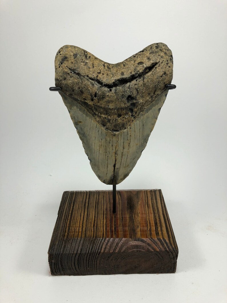 5.09 Giant Fossil Megalodon Shark Tooth Ocean Teeth - Etsy