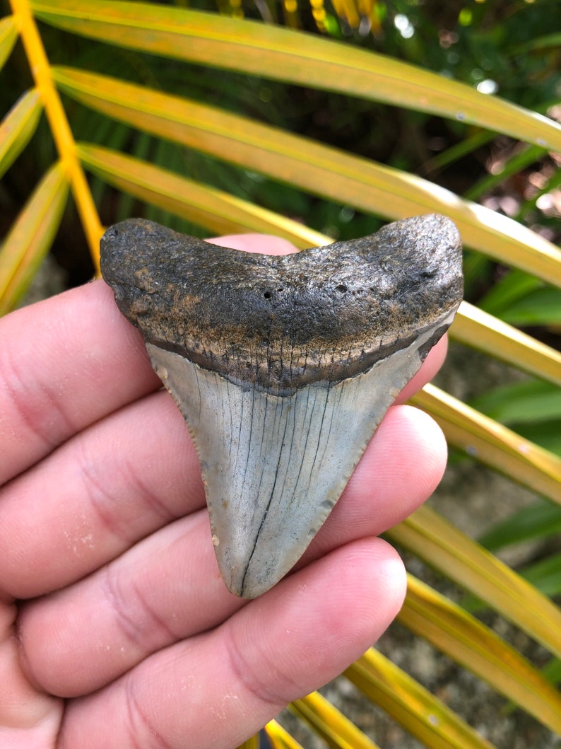 2.58 Fossil Megalodon Shark Tooth Ocean Teeth Dinosaur - Etsy