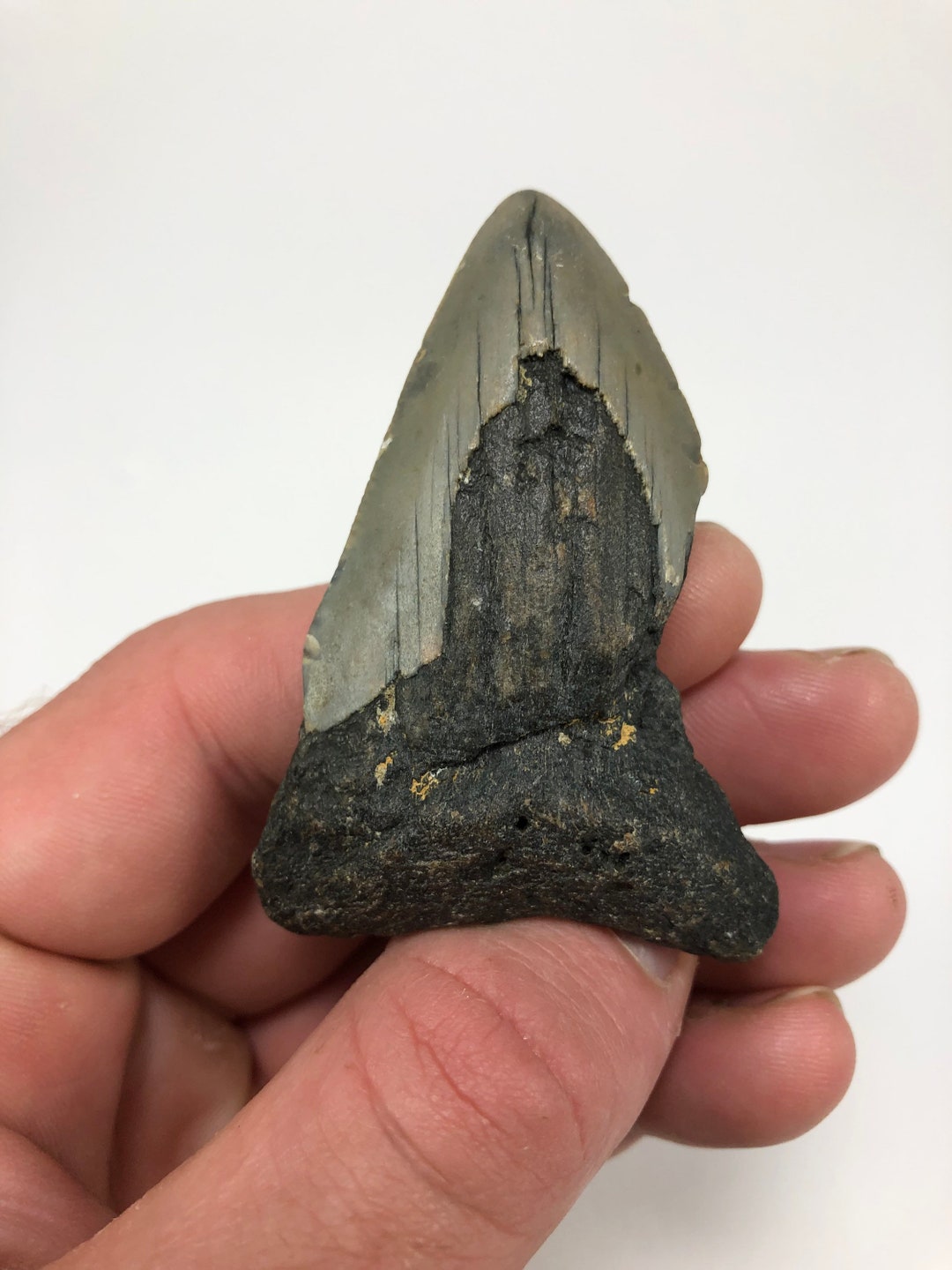 2.72" Nice Fossil Megalodon Shark Tooth Ocean Teeth Fish-1.2oz **free ...